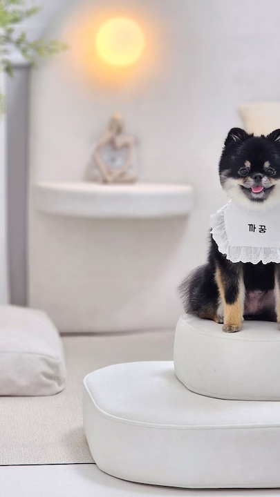 초보 집사 주목 강아지와 함께 건강하게 사는 집 만들기🐶 라이프스타일 슈퍼앱 오늘의집