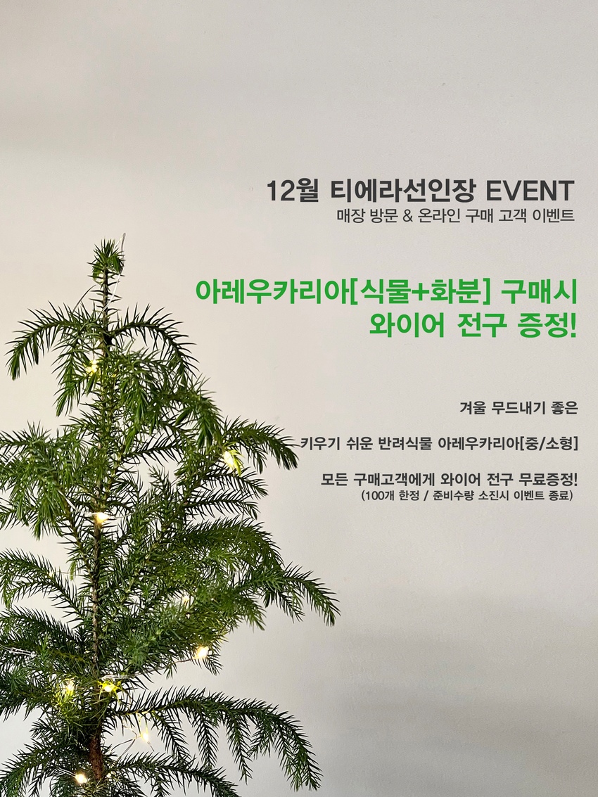 식물 연필 선인장 쭉쭉뻗은 수형이 멋진 중형 반려선인장 베이직 토분 2color 오늘의집 쇼핑