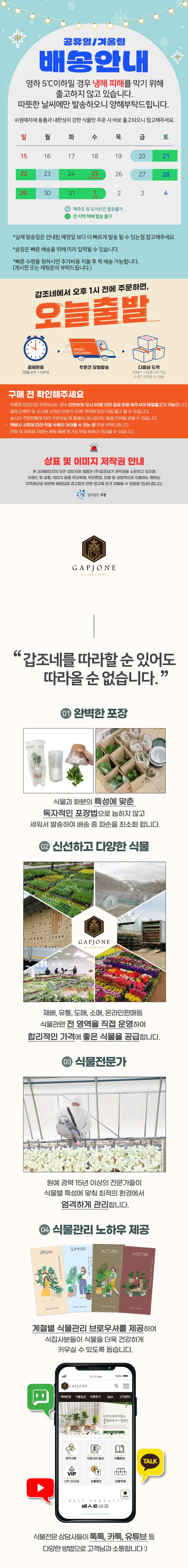 식물 칼라데아 아마그리스 크테난테 수입 희귀 공기정화식물 오늘의집 쇼핑
