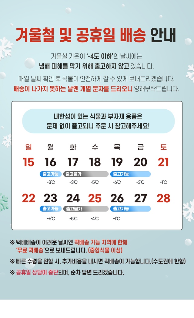 식물 11 크리스마스 포인세티아 아라우카리아 식물 겨울식물 모음전 오늘의집 쇼핑