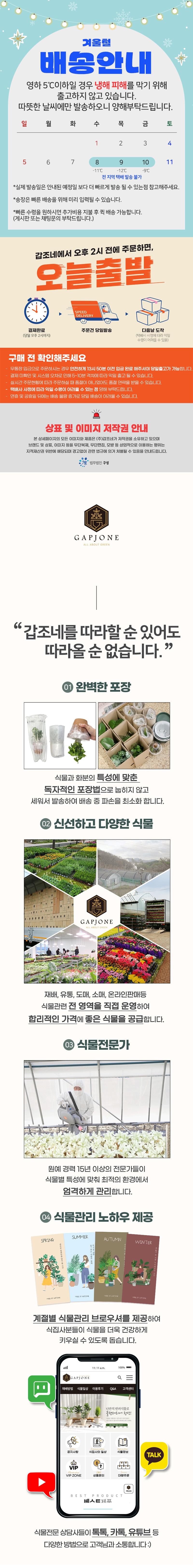 식물 알로카시아 프라이덱 그린벨벳 희귀식물 오늘의집 쇼핑