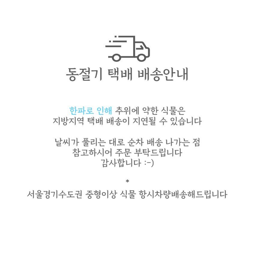 식물 배송일지정가능아랄리아 플라스틱화분 오늘의집 쇼핑