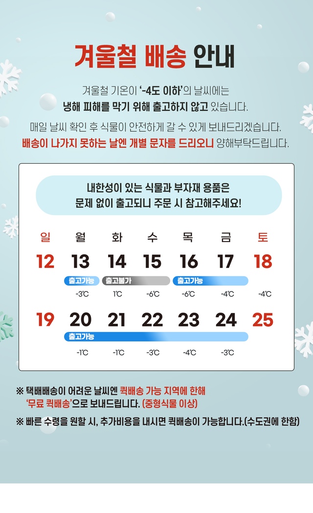 식물 디시디아 행잉플랜트 오늘의집 쇼핑