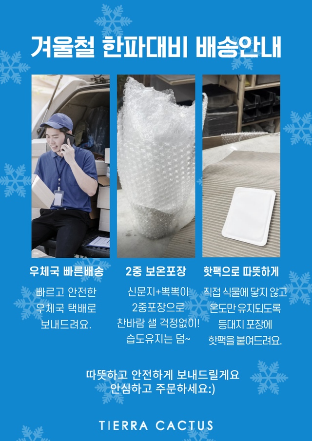 식물 종모양 봄꽃 보로니아 헤테로필라 토분 오늘의집 쇼핑