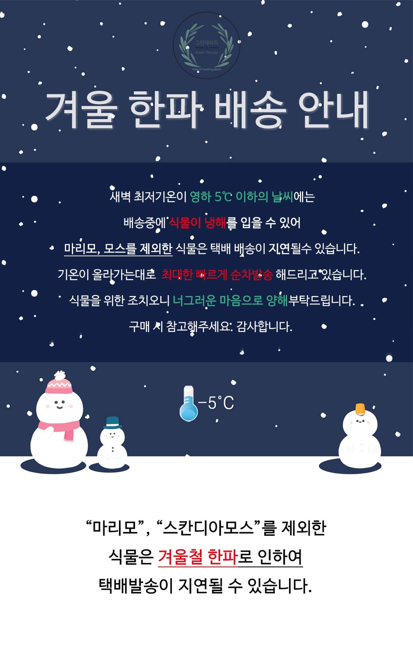 생화 화훼농가 살리기 스토크 꽃다발 비단향꽃무 꽃 생화 오늘의집 쇼핑