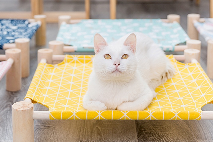 고양이 리빙 고양이 사각 원목 해먹 옐로우 오늘의집 쇼핑