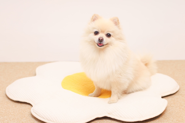 강아지 리빙 후라이방석 강아지 쿠션 오늘의집 쇼핑