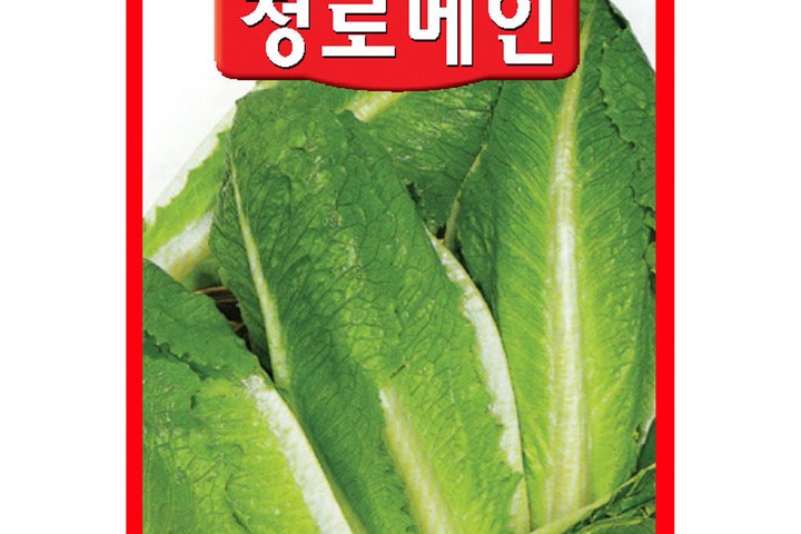 식물 청로메인 상추씨앗 2g 쌈채소씨앗 오늘의집 쇼핑