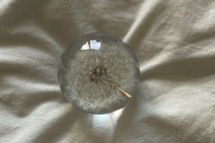 장식소품 Dandelion 민들레 오브제 문진 오늘의집 쇼핑