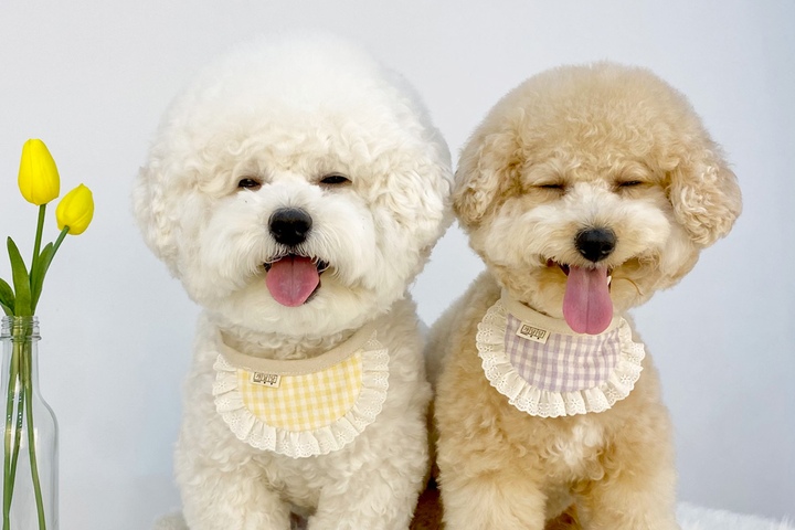 강아지 패션 레인보우 체크 강아지악세사리 턱받이 오늘의집 쇼핑