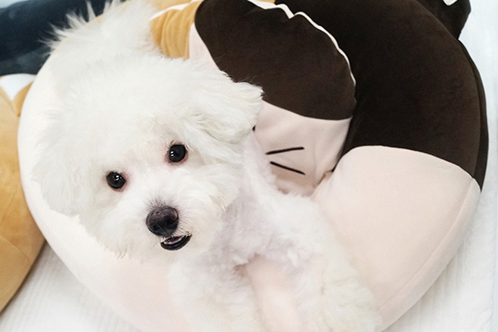 강아지 리빙 냥이 애견 원형 방석 강아지 고양이 반려견 도넛 방석 오늘의집 쇼핑