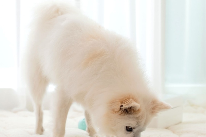 강아지 장난감 로이코 오뚝볼 무독성 실리콘 노즈워크 장난감 공 오늘의집 쇼핑