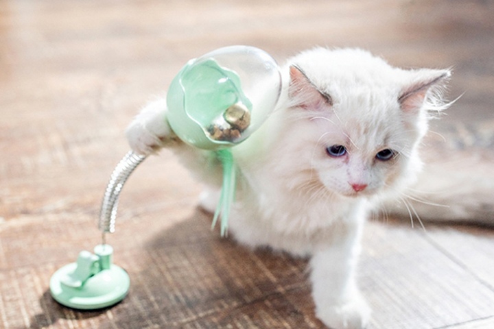 고양이 장난감 고양이 간식 달걀모양 깃털 장난감 놀이 오뚝이 호기심 간식통 토이 오늘의집 쇼핑