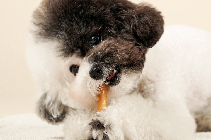 강아지 사료·간식 11 강아지 수제간식 할인 모음전 오늘의집 쇼핑