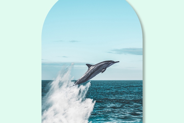 그림·사진 바다 아치포스터 고래 여름 아치액자 19dolphin1 오늘의집 쇼핑