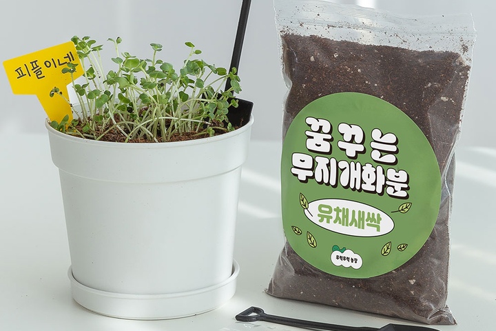 식물 유채새싹 무지개화분 씨앗 새싹 재배 키우기 세트 Diy 키트 오늘의집 쇼핑