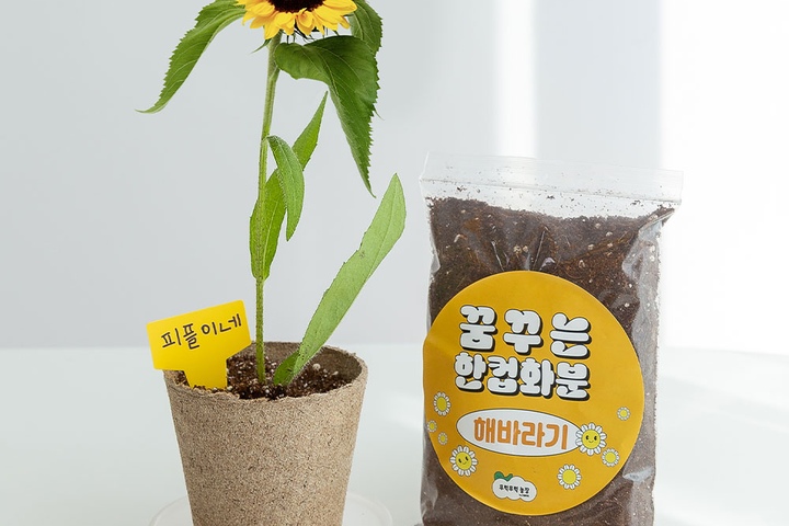 식물 해바라기 한컵화분 씨앗 새싹 재배 키우기 세트 Diy 키트 오늘의집 쇼핑