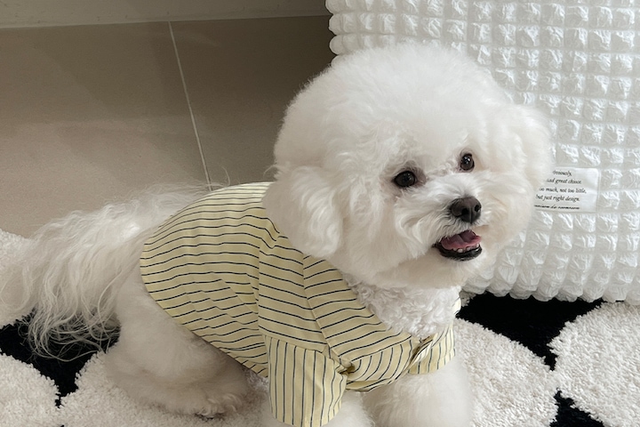 강아지 패션 Amade 위크스트라이프 강아지잠옷 반려견 펫파자마 4color 오늘의집 쇼핑