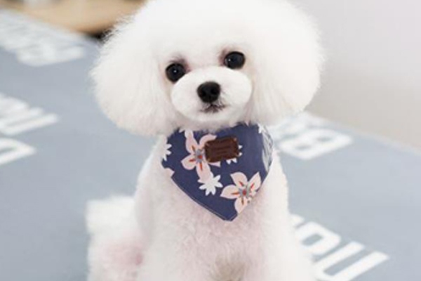 강아지 패션 강아지 고양이 턱받이 액세서리 악세사리 꽃무늬 패션 스카프 오늘의집 쇼핑