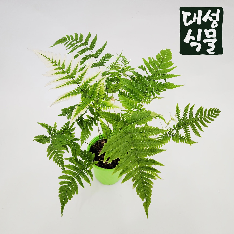 식물 화이트 엔젤 고사리 무늬 희귀 코이즈미아나 오늘의집 쇼핑