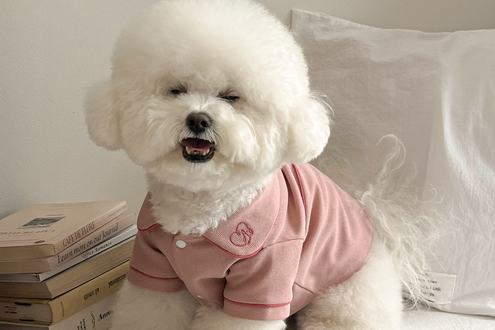 강아지 패션 Amade 솔트와플 강아지잠옷 반려견 펫파자마 2color 오늘의집 쇼핑