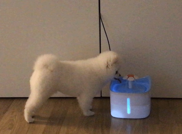 강아지 리빙 강아지 고양이 정수기 급수기 물그릇 자동급수기 18리터 오늘의집 쇼핑